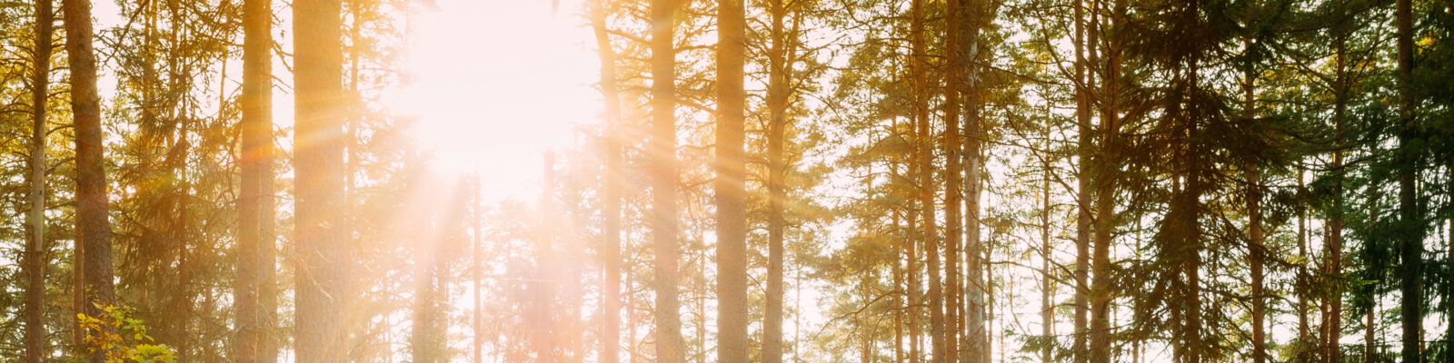 Muhammad: Legacy of a Prophet - UPF (Unity Productions Foundation)